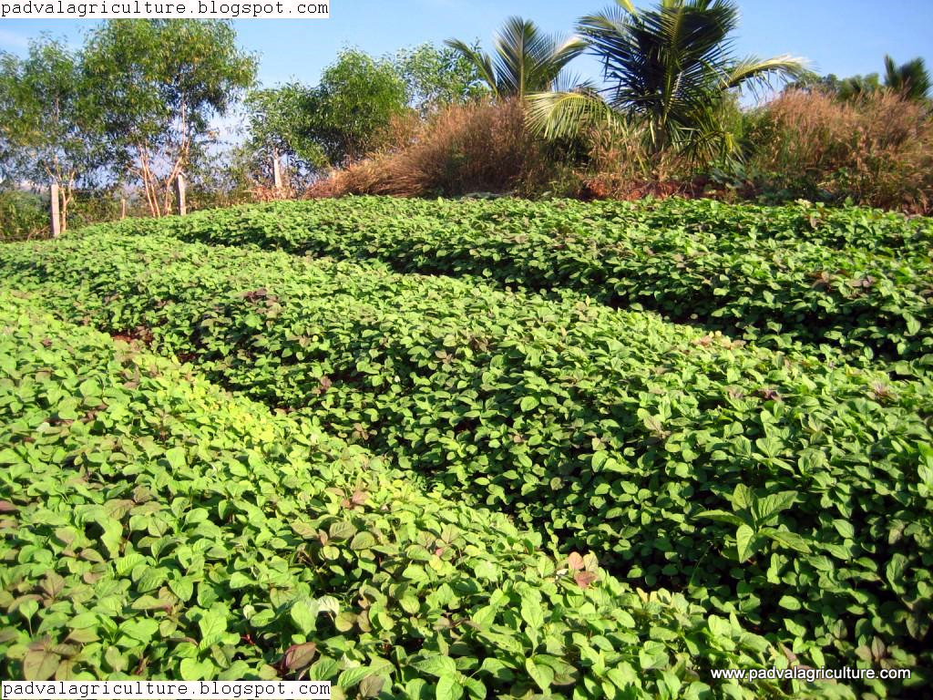 PADVAL AGRICULTURE AND FARM ENTERPRISES: Vegetable Farming